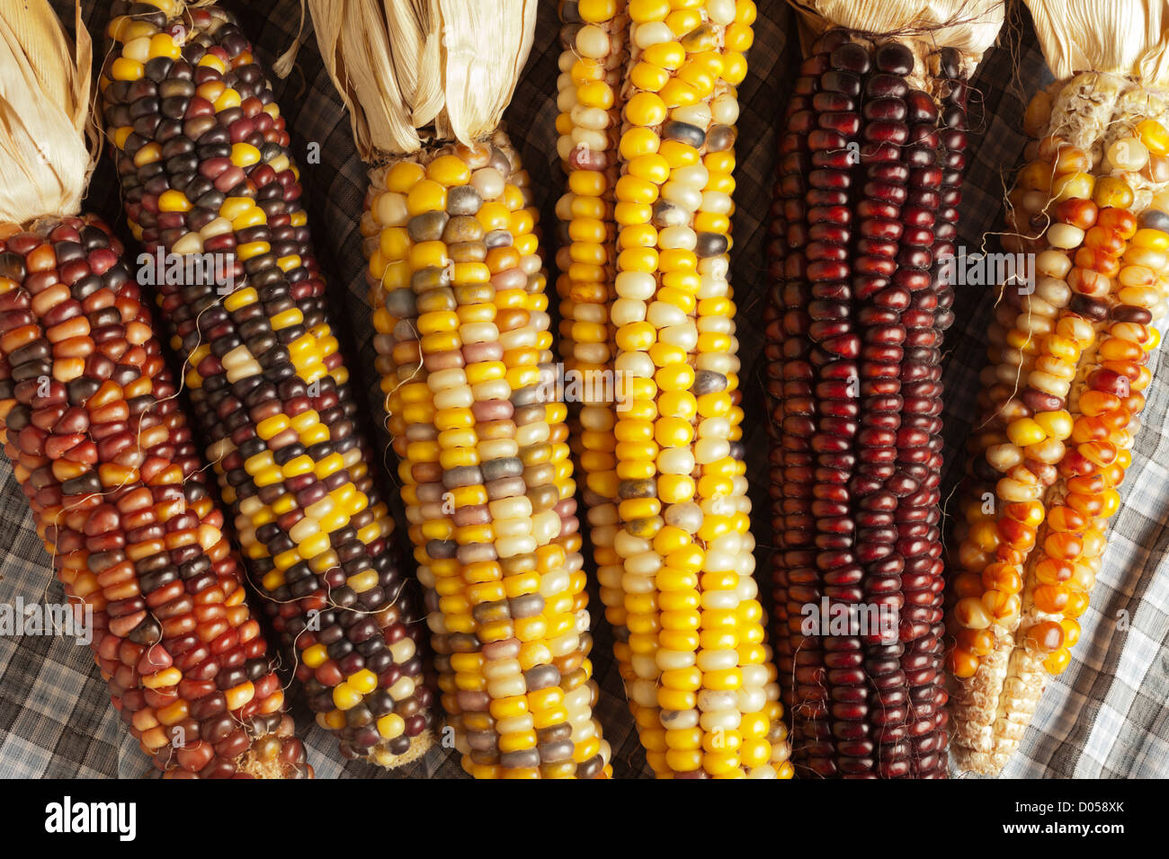 Ear Of Indian Corn Stock Photos & Ear Of Indian Corn Stock Images - Alamy