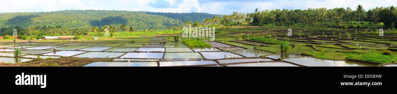 Paddy sprout hi-res stock photography and images - Alamy