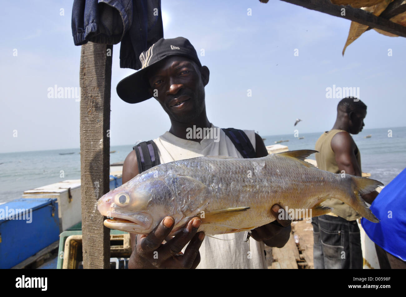Man with big fish in Bakau harbour, The Gambia Stock Photo - Alamy