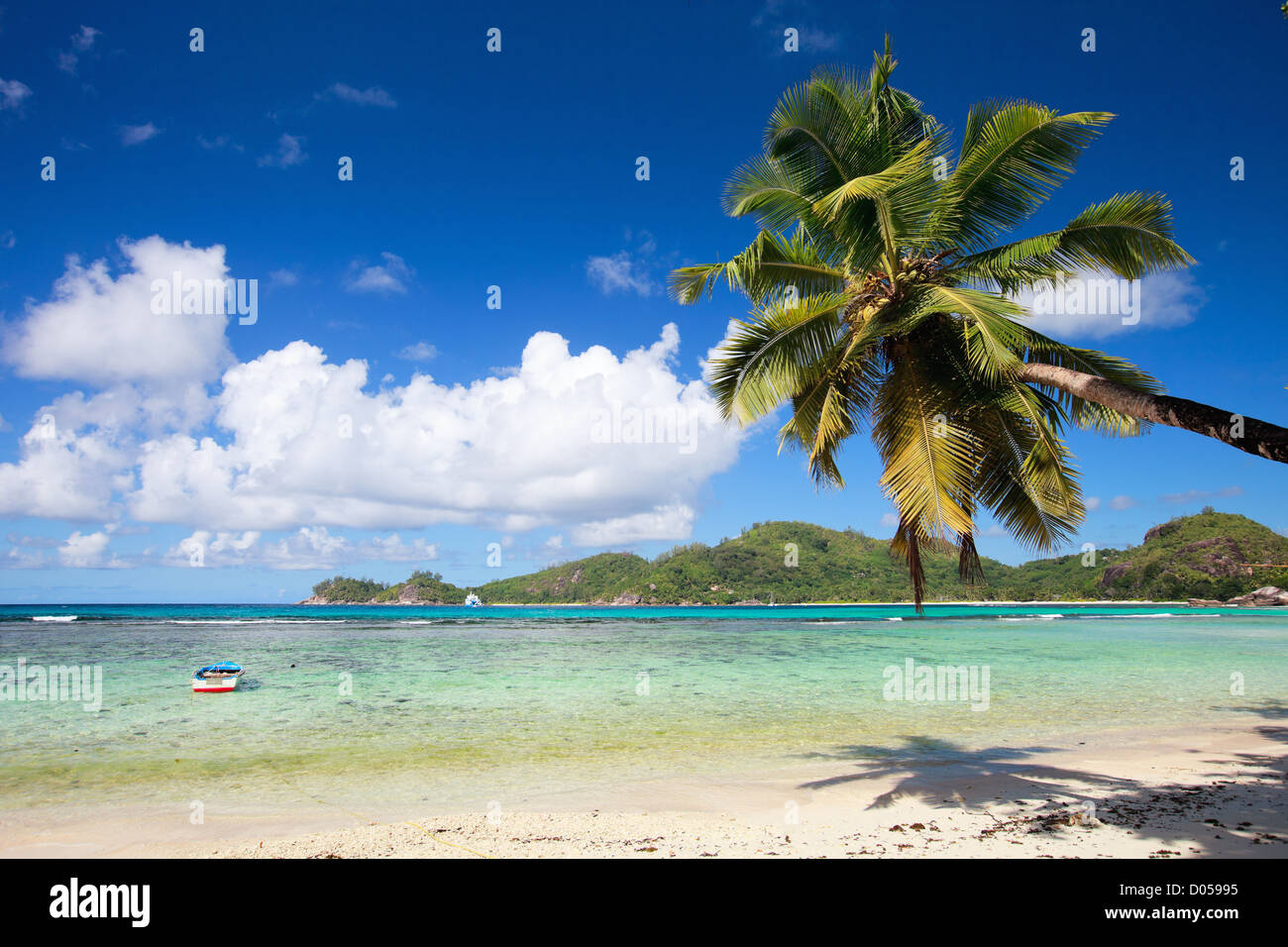 Palm tree hanging over beach Stock Photo - Alamy