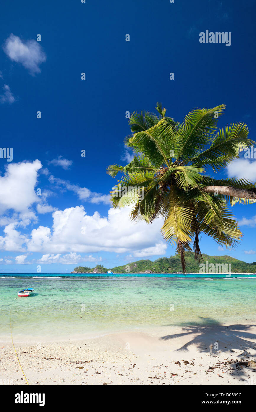 Palm tree over blue hi-res stock photography and images - Alamy