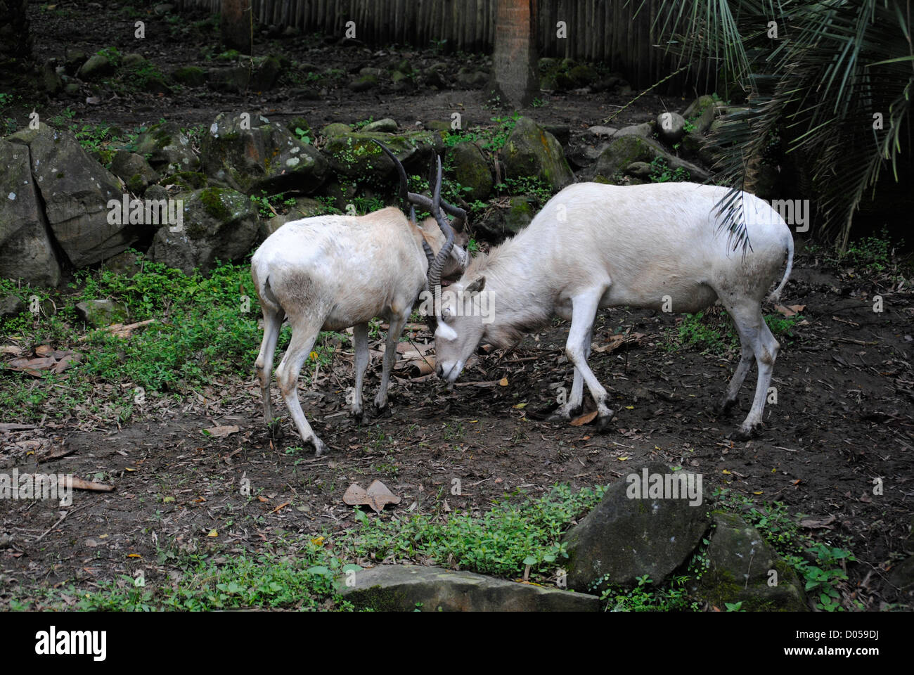 Locked horns hi-res stock photography and images - Alamy