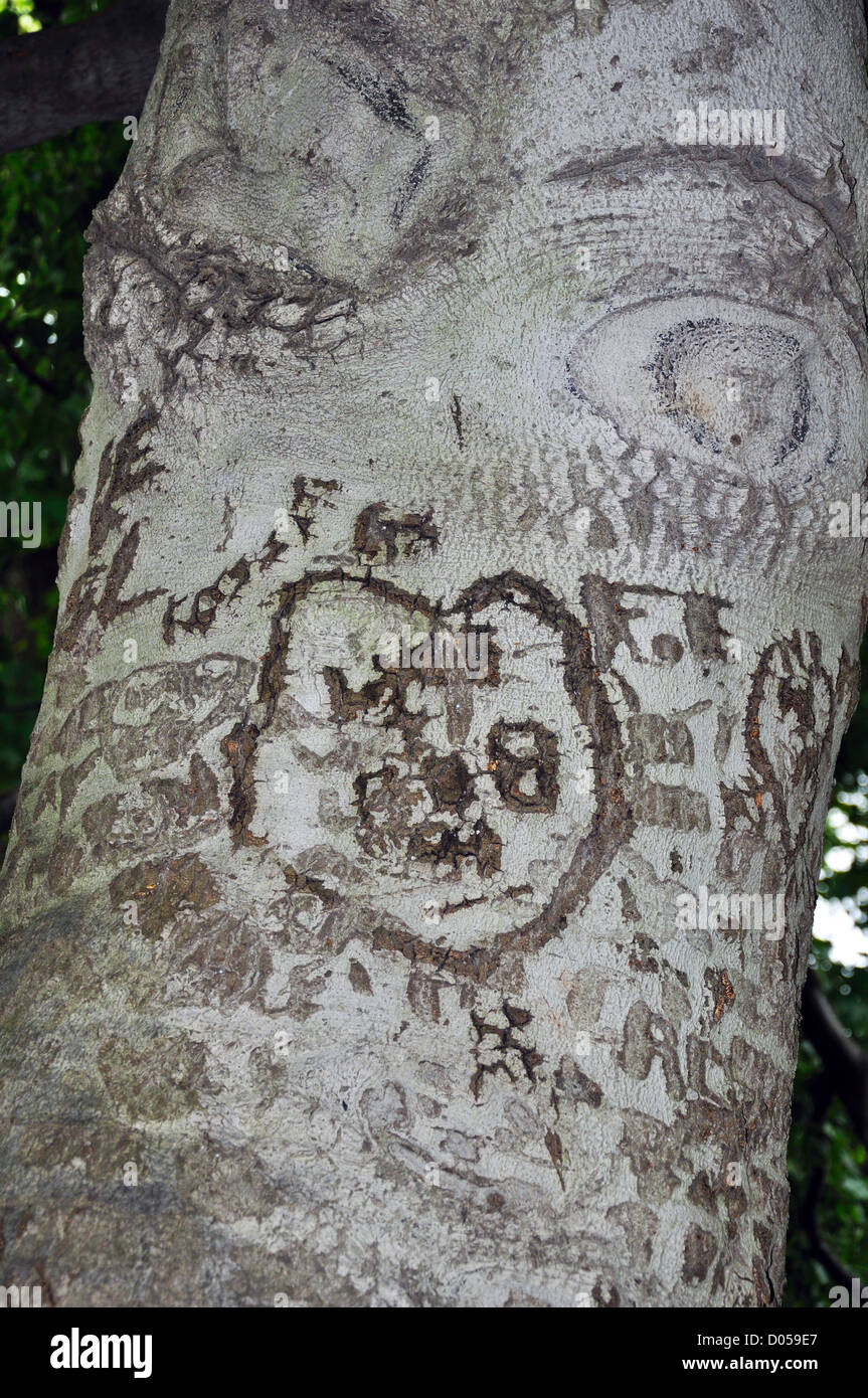 Initials carved into tree Stock Photo - Alamy