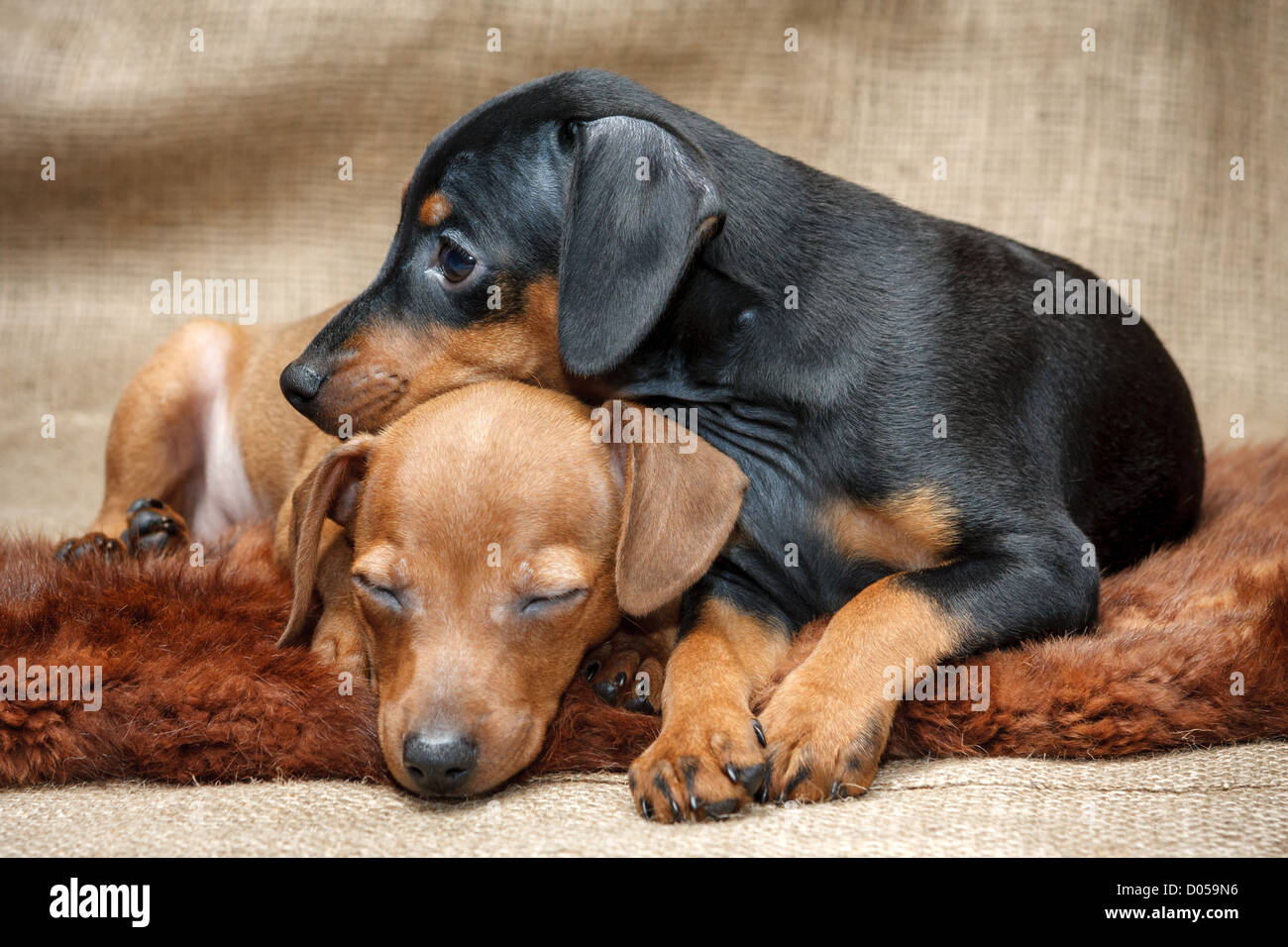 The Miniature Pinscher puppies, 2 months old Stock Photo - Alamy