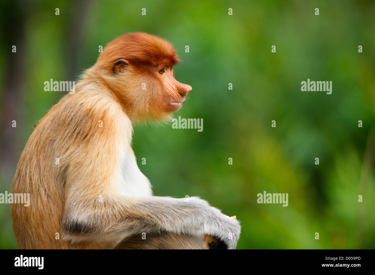 Proboscis monkey portrait hi-res stock photography and images - Alamy