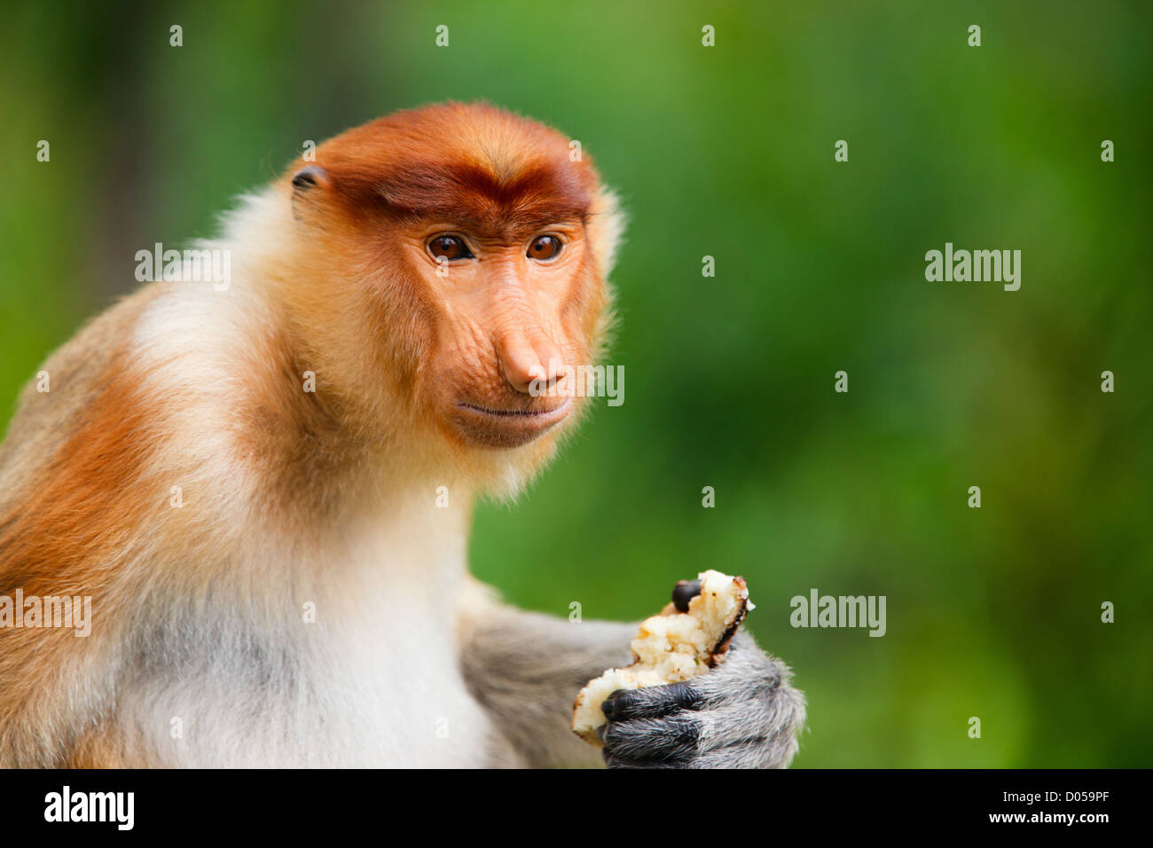 Proboscis monkey Stock Photo - Alamy