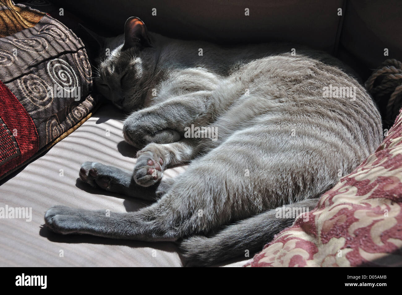 Cat sleeping on sofa Stock Photo - Alamy