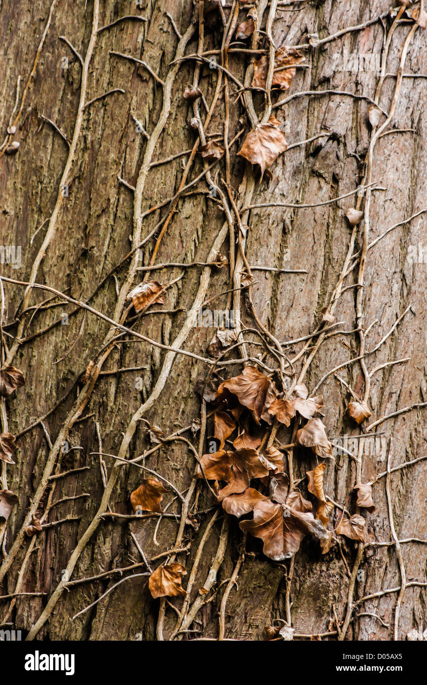 Another plant hi-res stock photography and images - Alamy