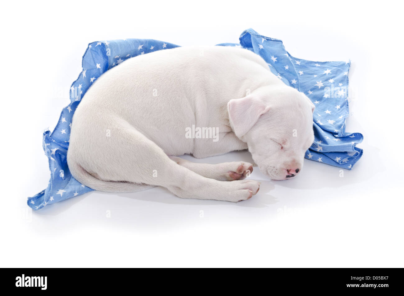 Blue american staffordshire terrier Cut Out Stock Images & Pictures - Alamy