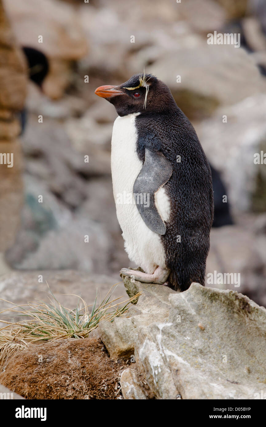 A rockhopper penguin poses on a rock Stock Photo - Alamy