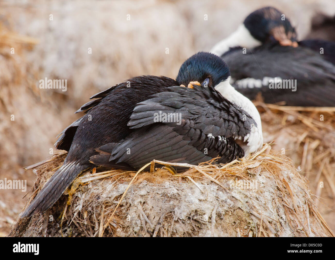 Blue-eyed shag on nest Stock Photo - Alamy