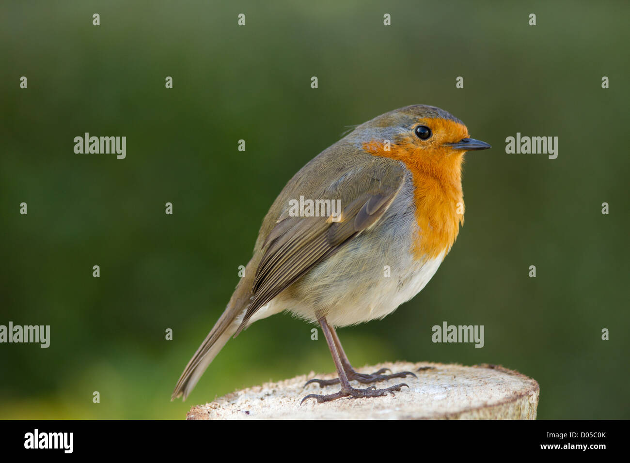 Robin standing on freshly cut tree stump Stock Photo - Alamy