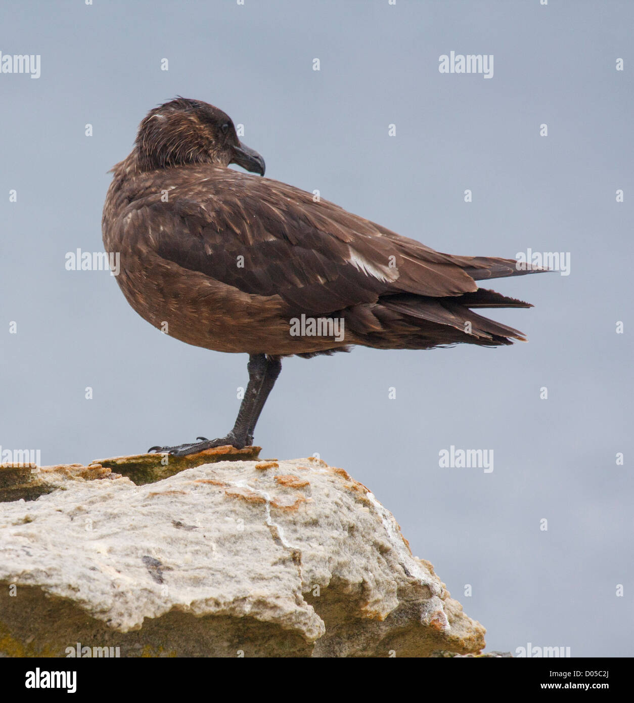 Southern skua catharacta antarctica hi-res stock photography and images ...