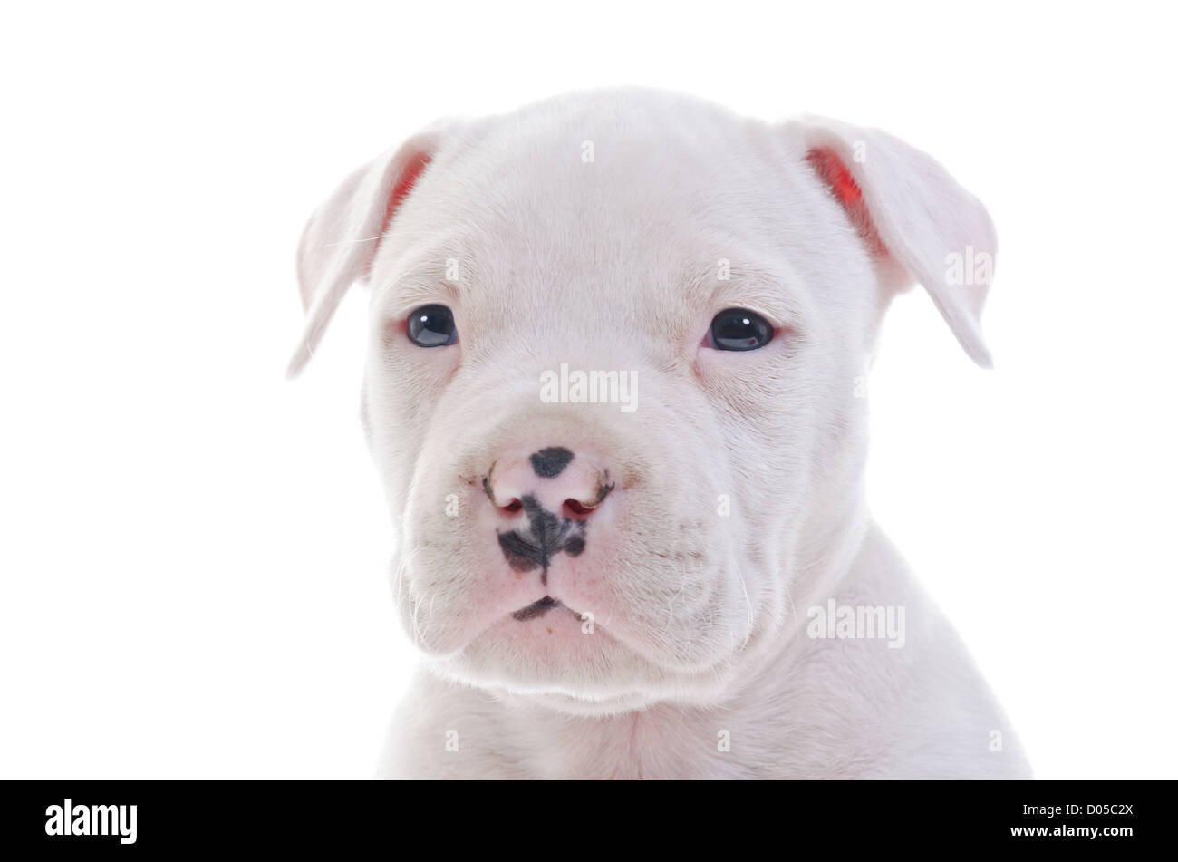 American Staffordshire Terrier Dog Puppy head closeup, horizontal shot ...