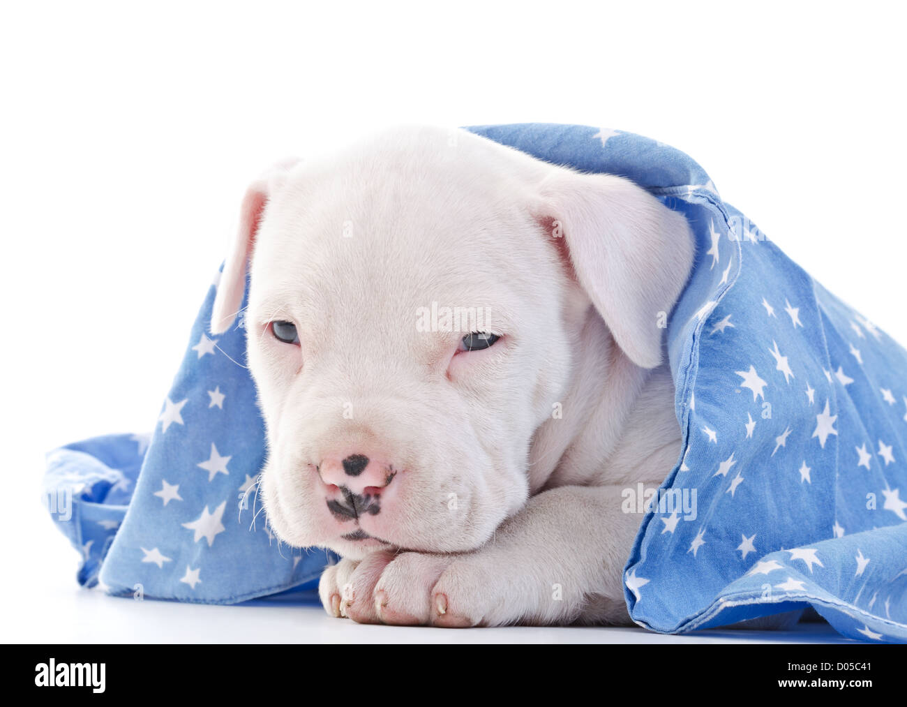 American Staffordshire Terrier Dog Puppy covered with blue starry ...