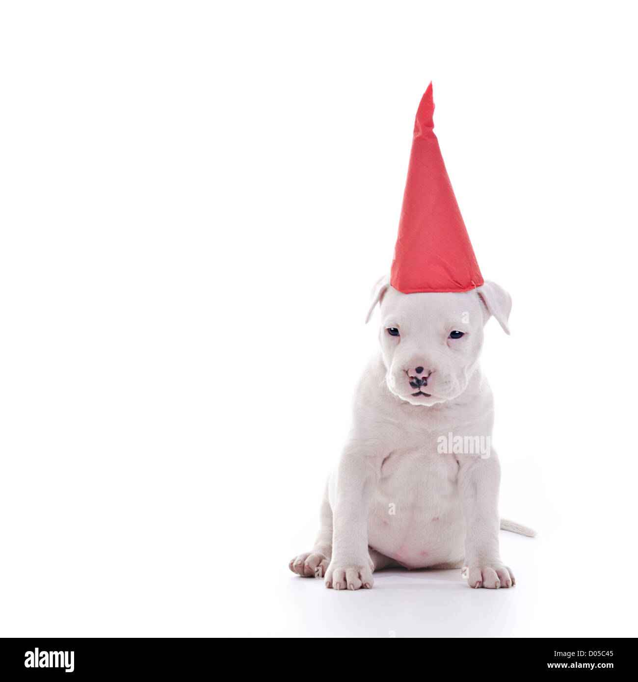 Stock photograph party Cut Out Stock Images & Pictures - Alamy