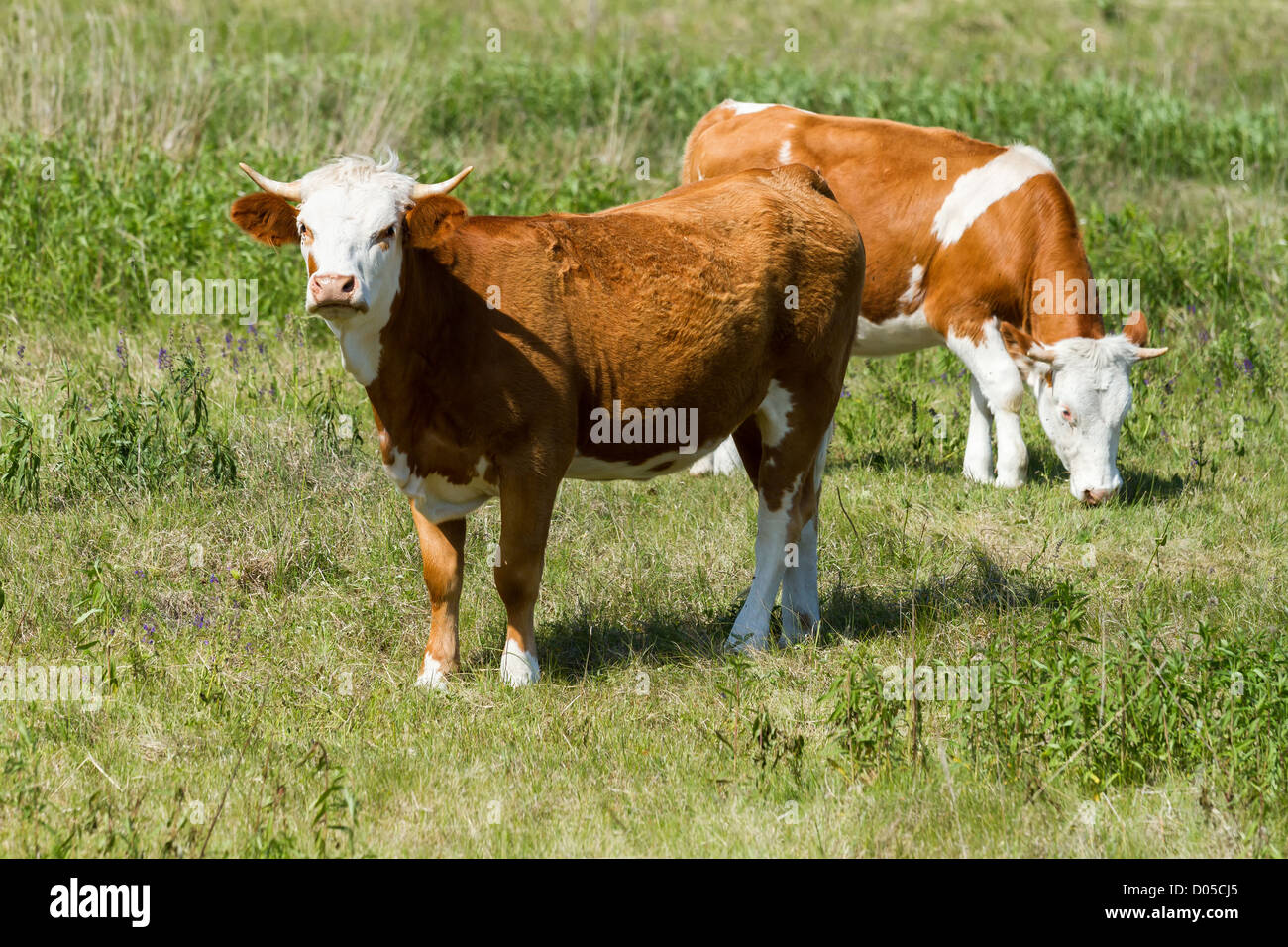 Hungarian cow breed hi-res stock photography and images - Alamy