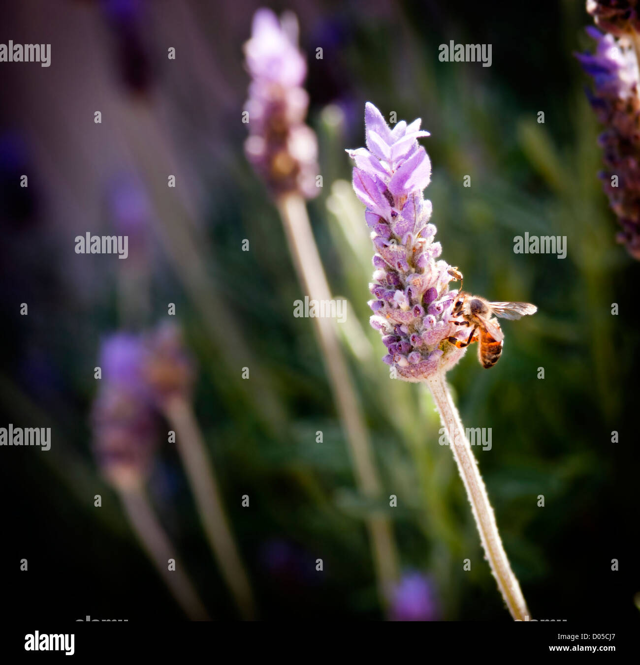 Honey bee gathers pollen from lavender on a sunny day Stock Photo - Alamy