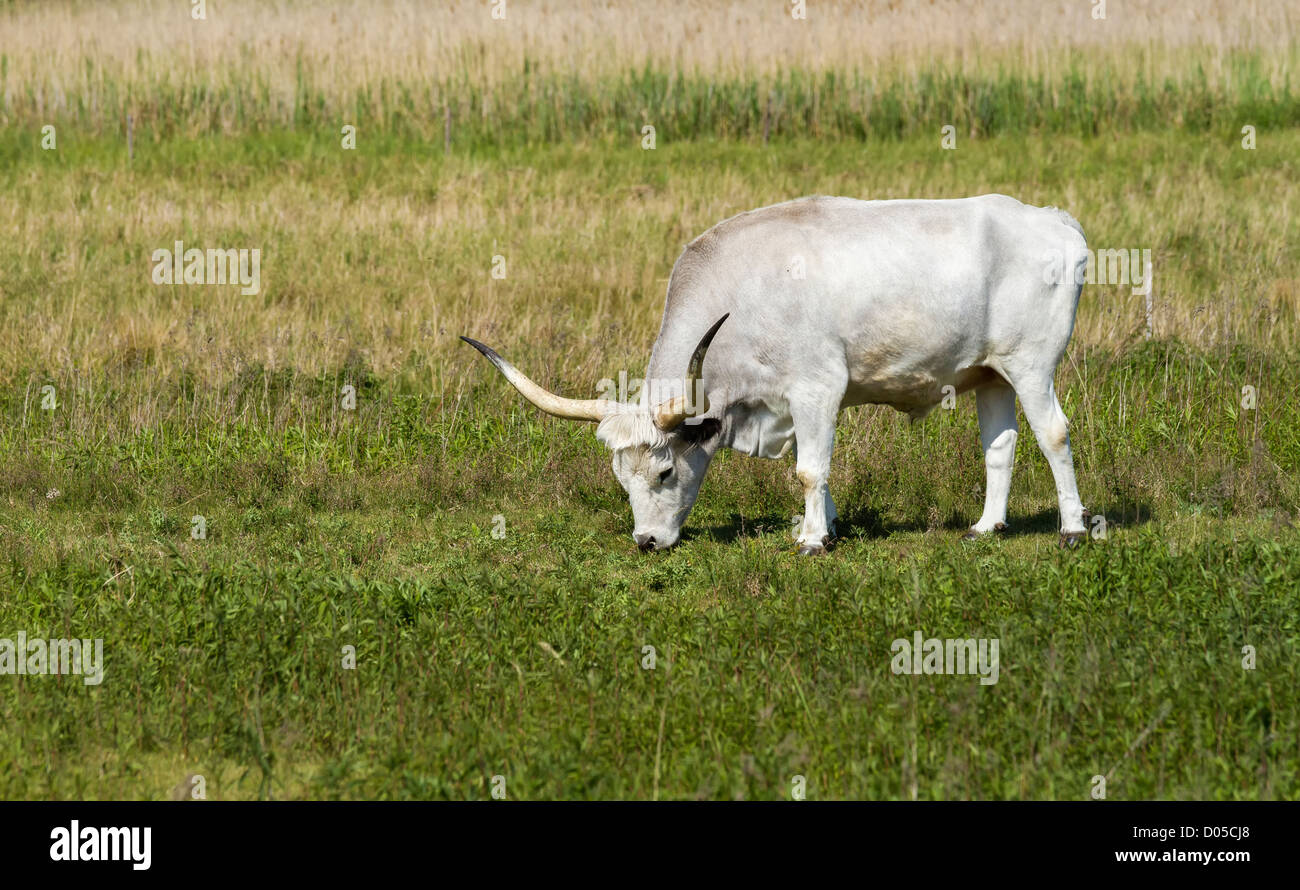 Beautiful hungarian grey bull in the field Stock Photo - Alamy