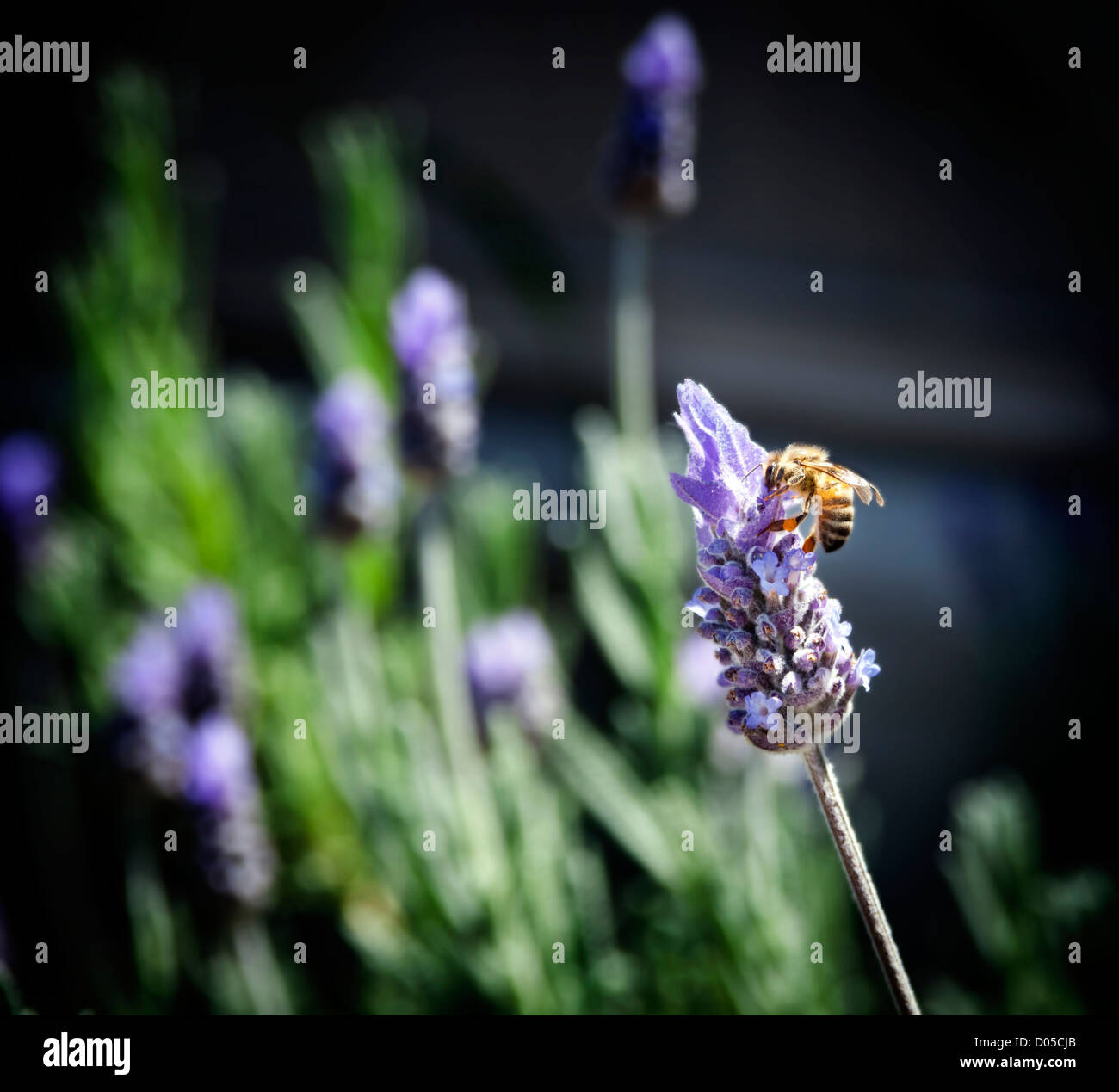 Honey bee gathers pollen from lavender on a sunny day Stock Photo - Alamy