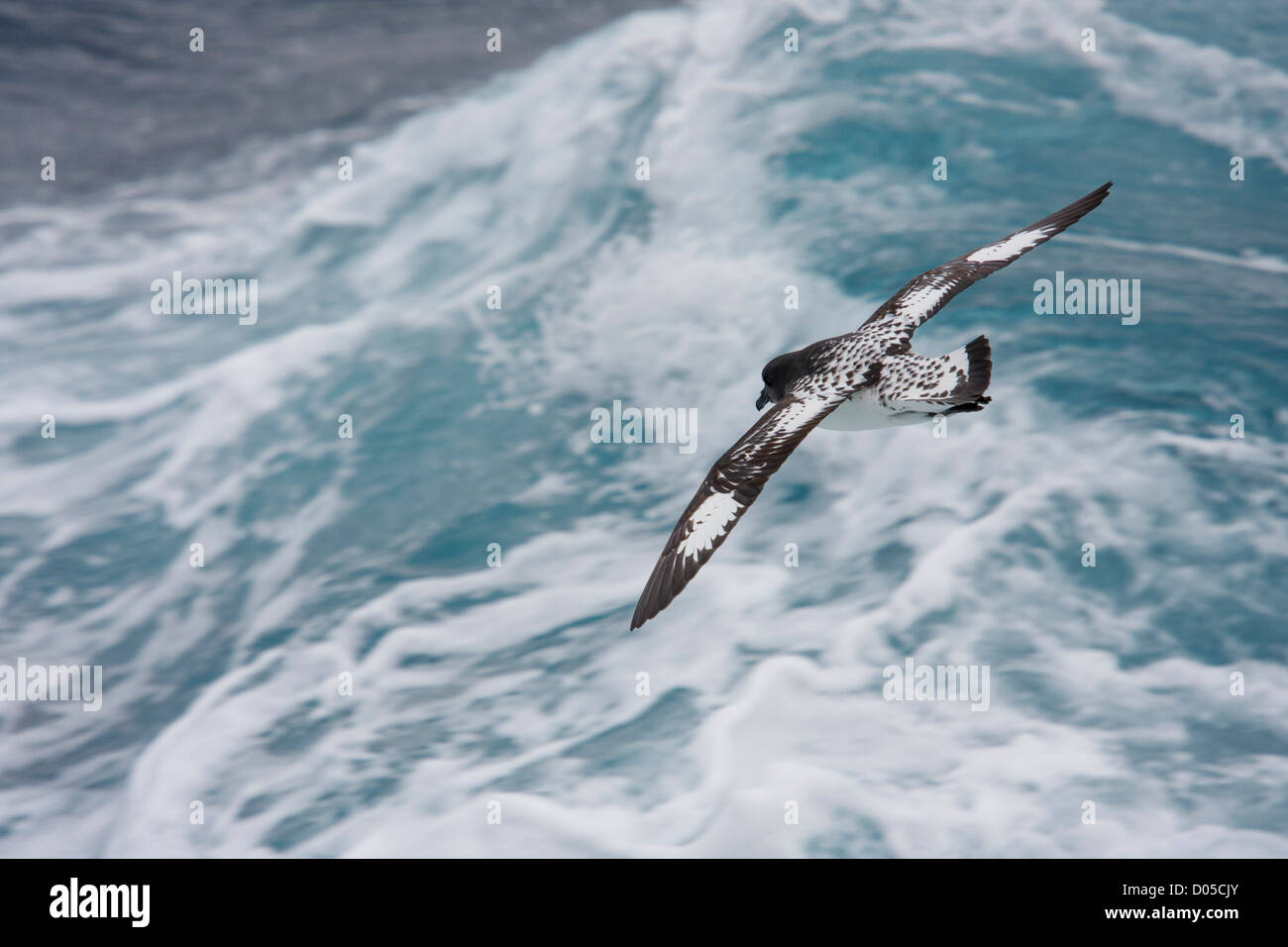 A Cape Petrel flying across the blue wake of an expedition ship Stock ...
