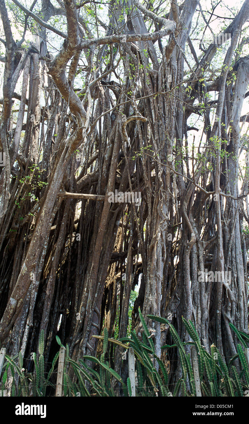 Mata palo trees, Samara, Guanacaste, Costa Rica. The tree strangles ...