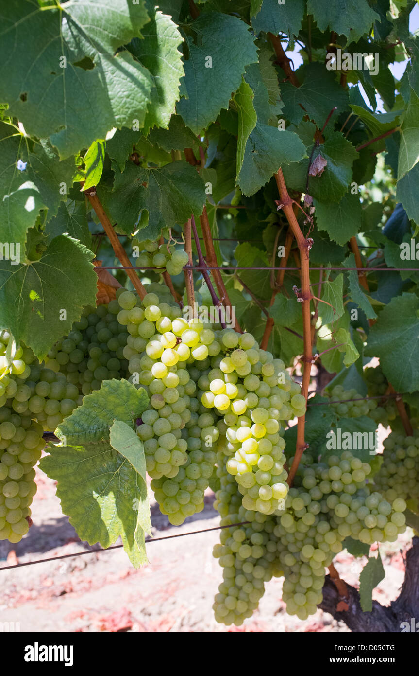Color photograph of grape vines in California's Napa Valley at height ...