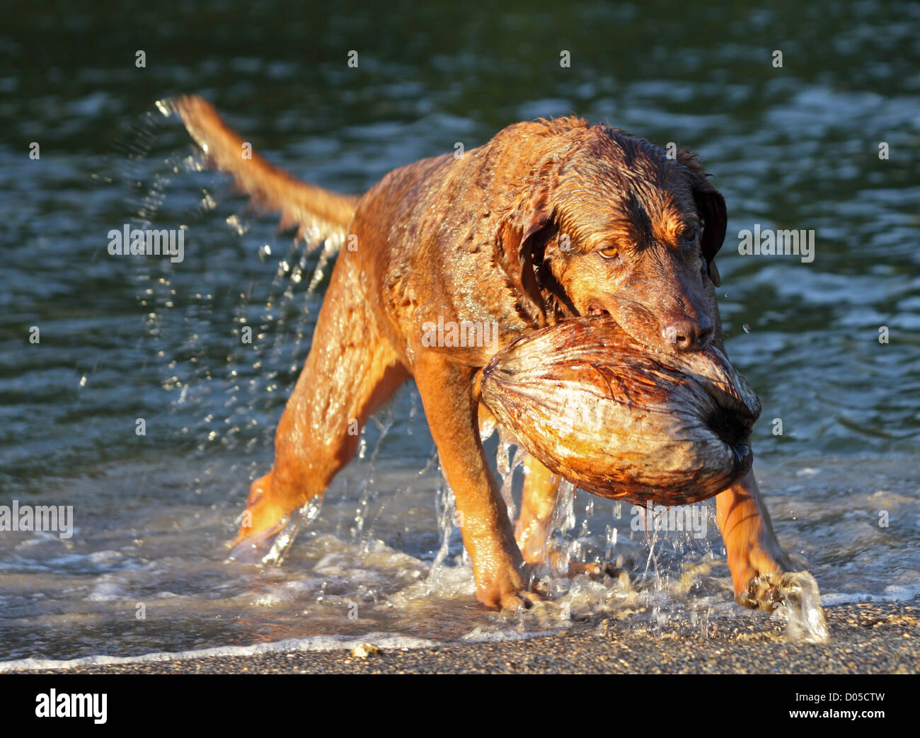 Fetching dog hi-res stock photography and images - Alamy