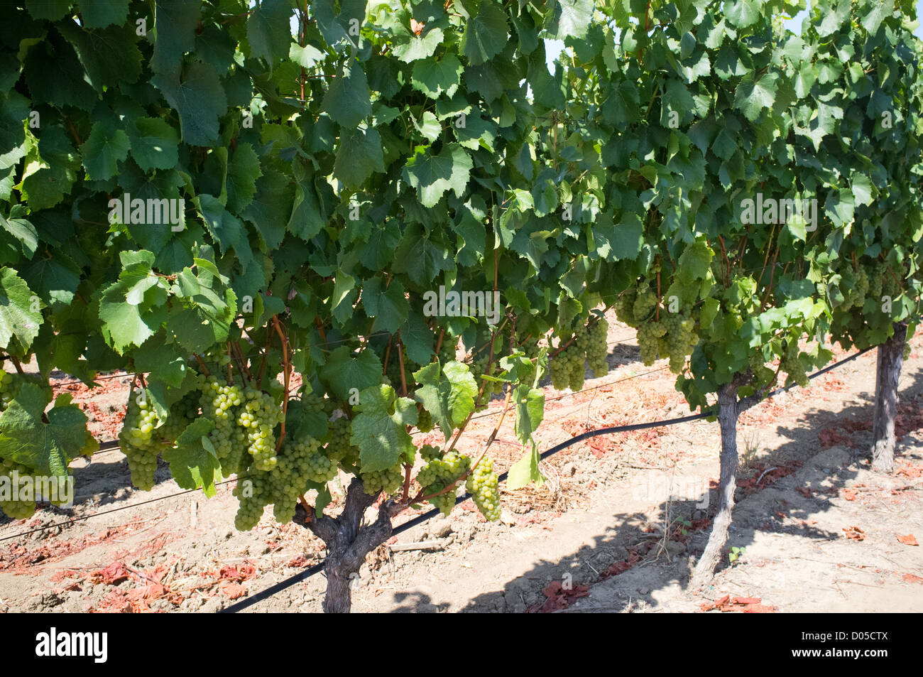 Color photograph of grape vines in California's Napa Valley at height ...