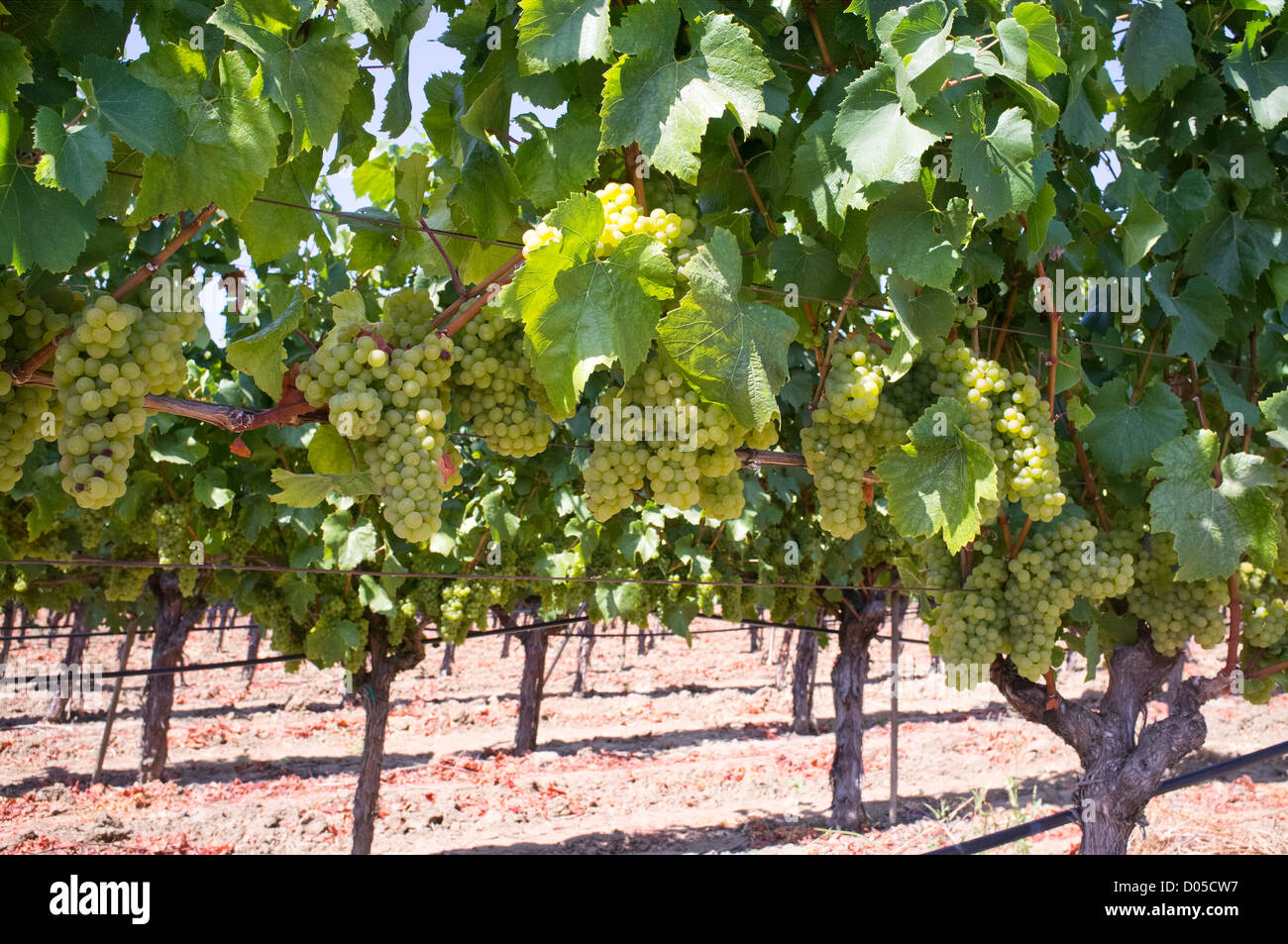 Color photograph of grape vines in California's Napa Valley at height ...