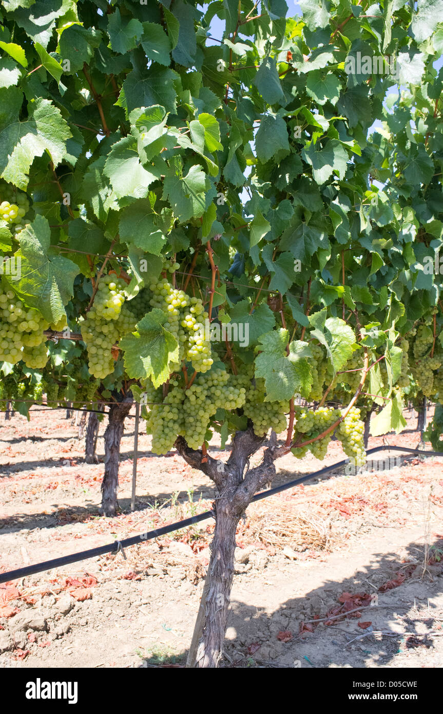 Color photograph of grape vines in California's Napa Valley at height ...