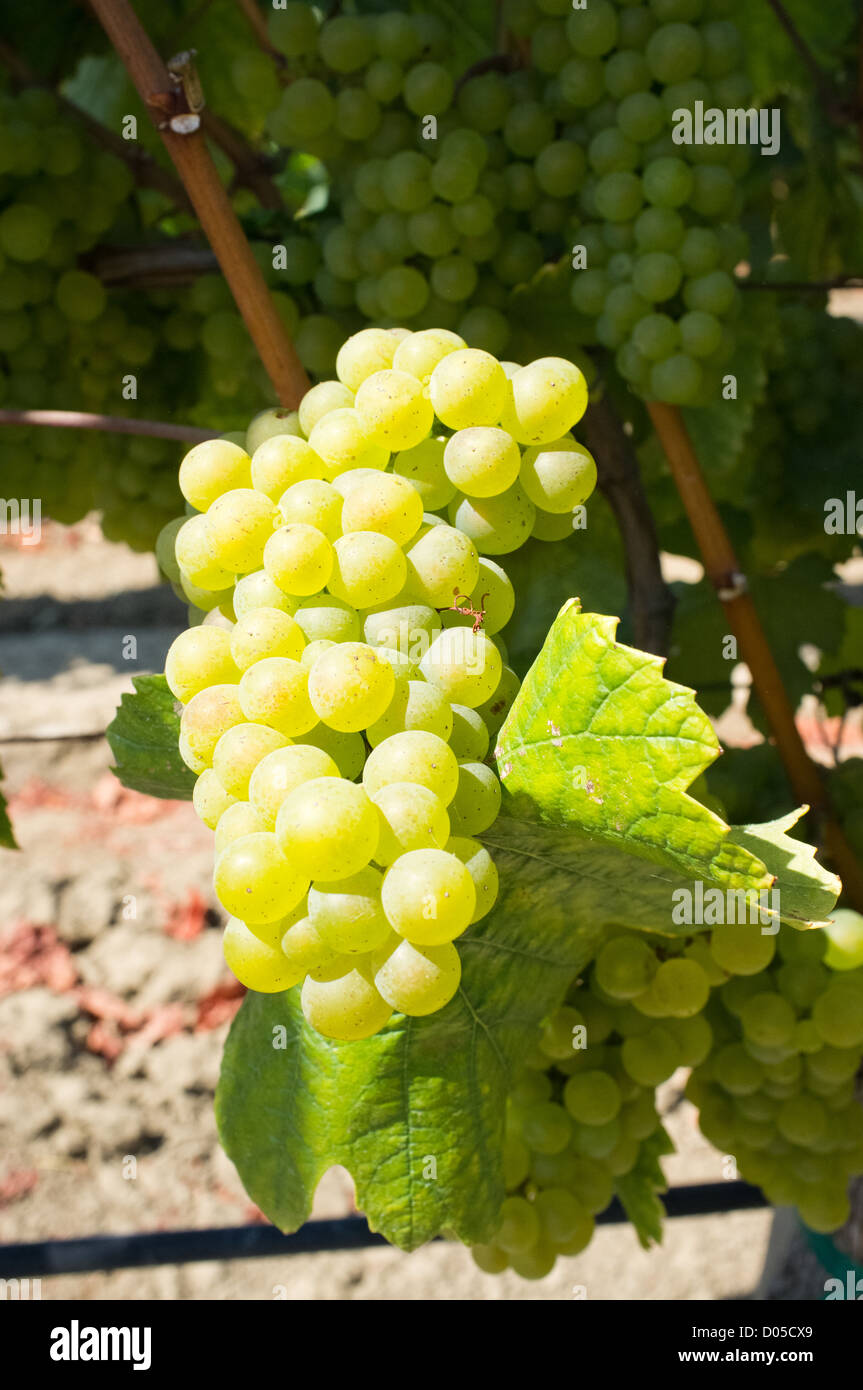 Color photograph of grape vines in California's Napa Valley at height ...