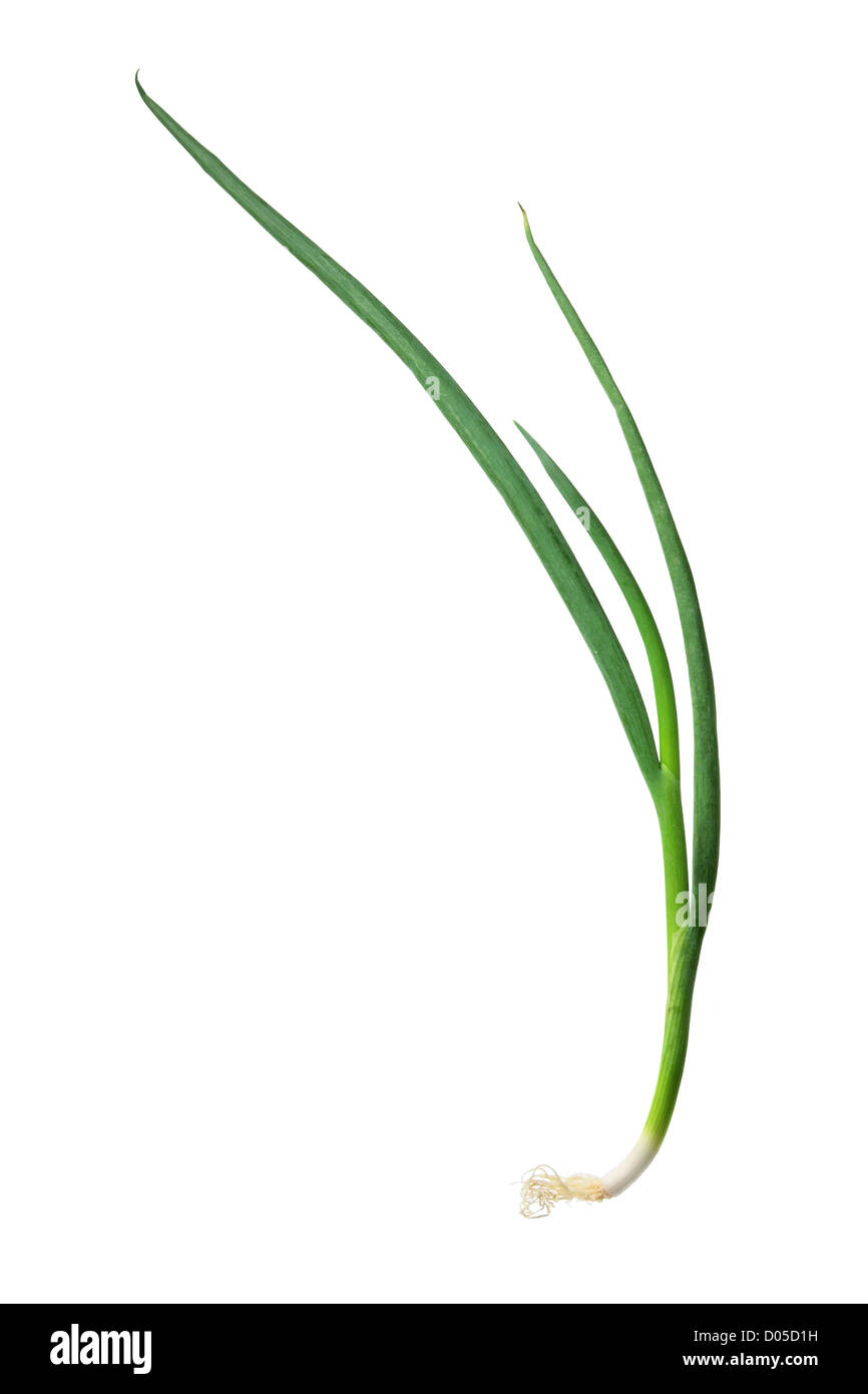 Shallots spring onions hi-res stock photography and images - Alamy