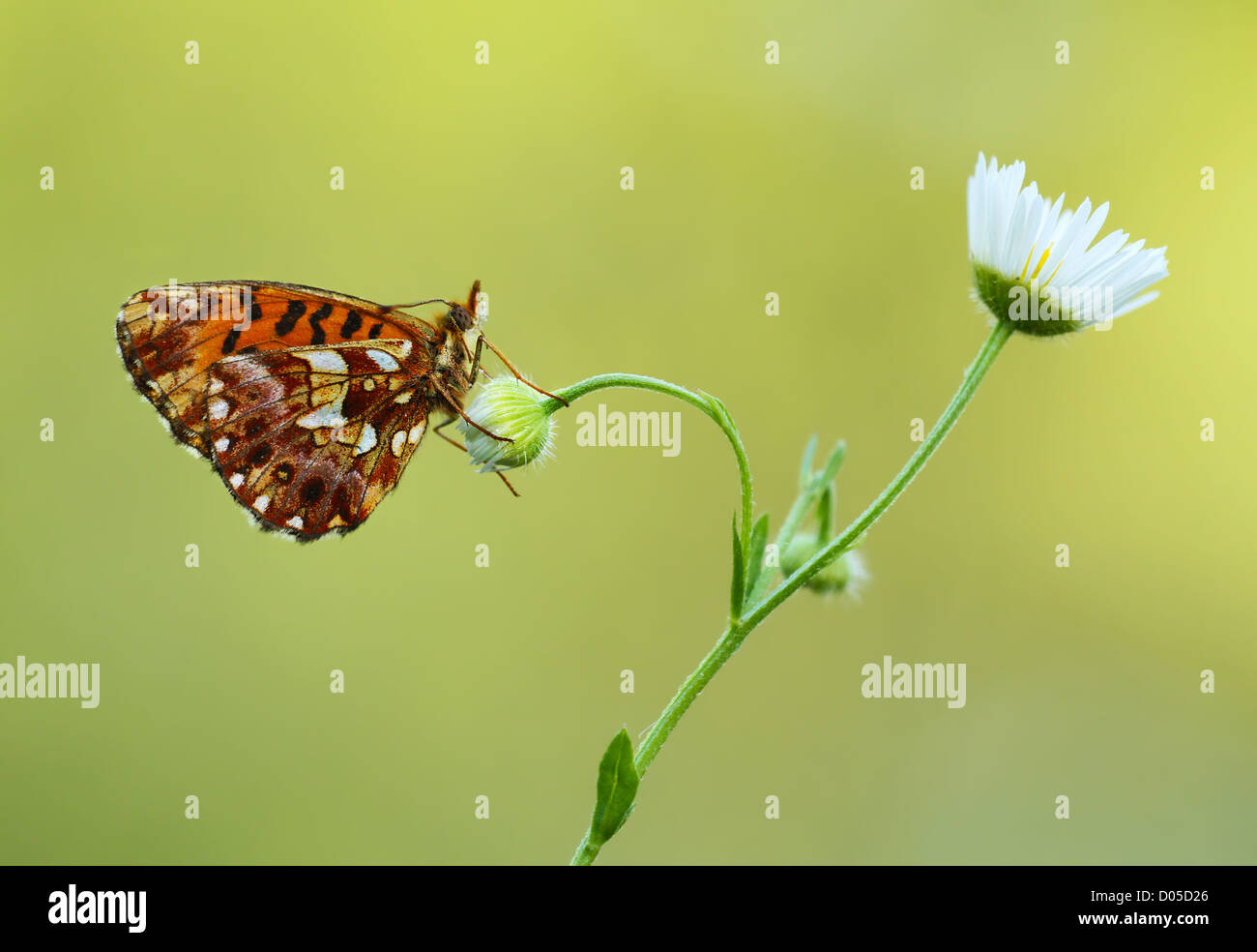 Orange butterfly isolated hi-res stock photography and images - Alamy