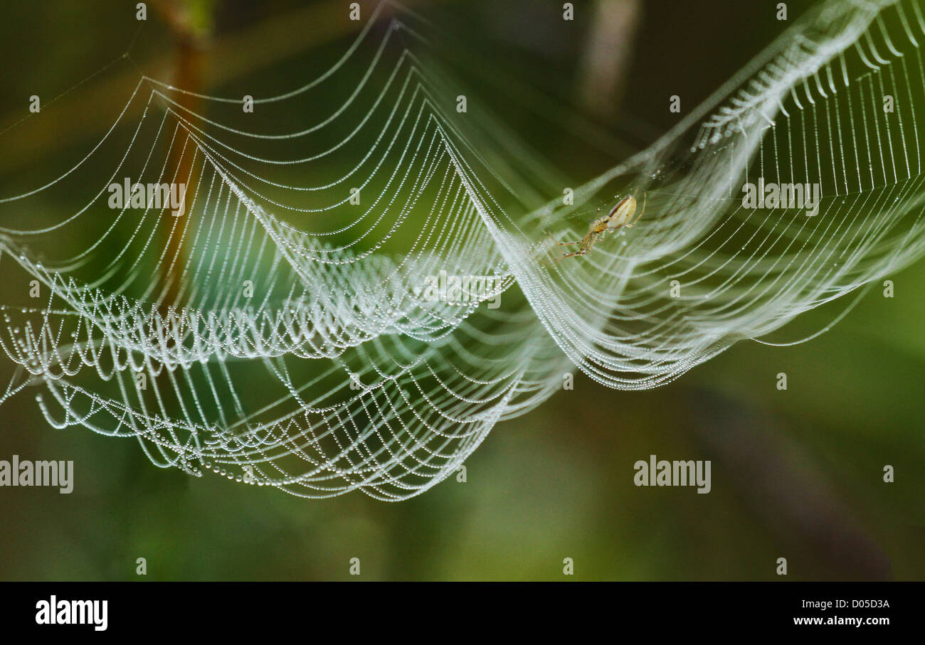 Spider web full of morning dew Stock Photo - Alamy