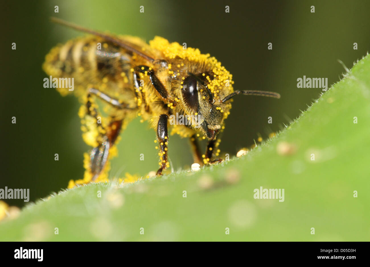 Honey Bee drinking nectar Stock Photo - Alamy