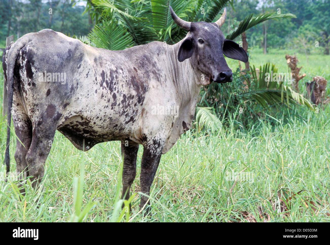 Costa rican horned cattle hi-res stock photography and images - Alamy