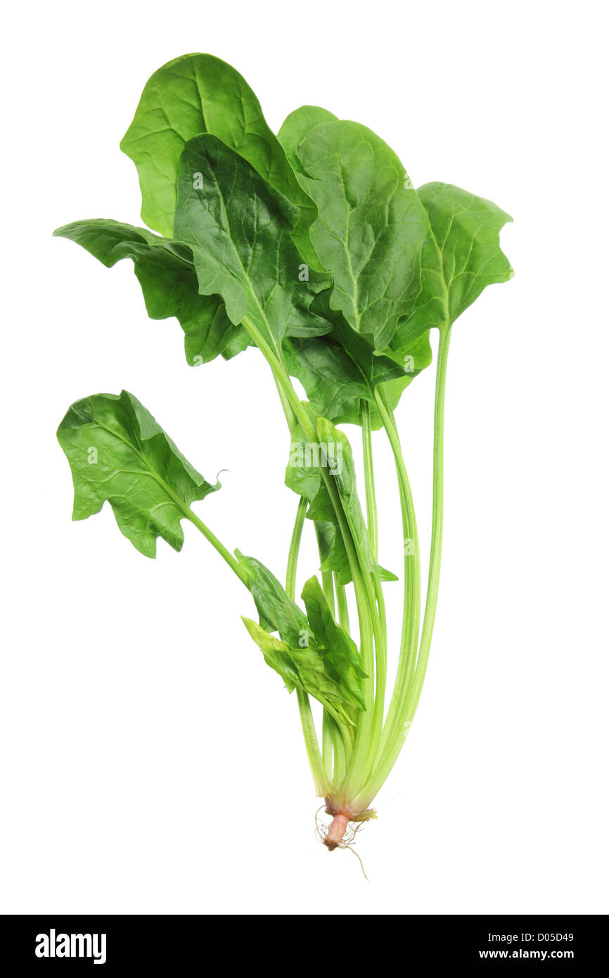 Bunch of Spinach Stock Photo - Alamy