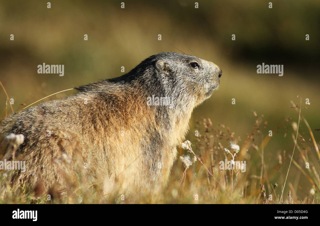 Alpine marmot portrait Stock Photo - Alamy