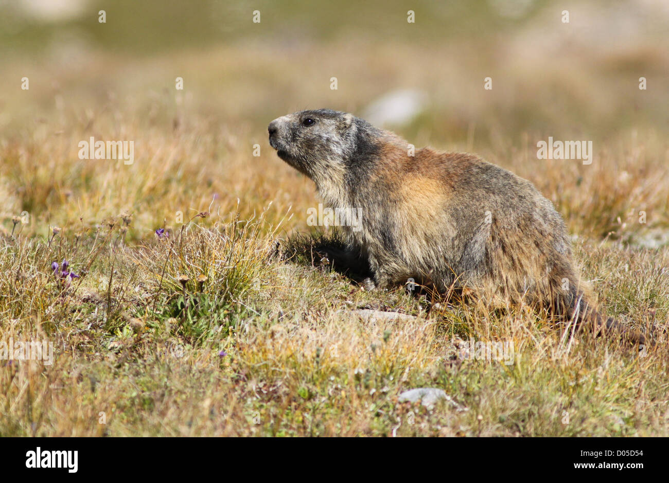 Alpine Marmot (Marmota marmota Stock Photo - Alamy
