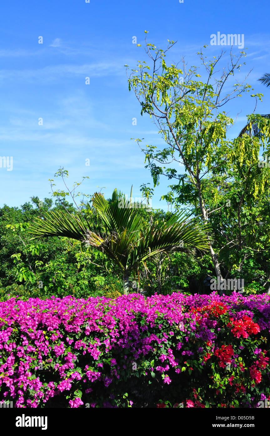 Bougainvillea bushes in Nassau, Bahamas Stock Photo - Alamy