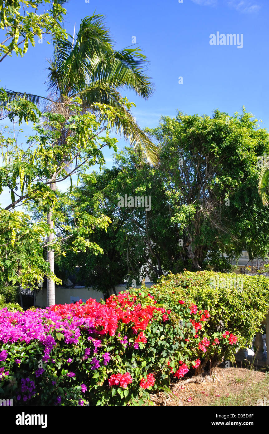 Nassau, Bahamas - Bougainvillea bushes Stock Photo - Alamy
