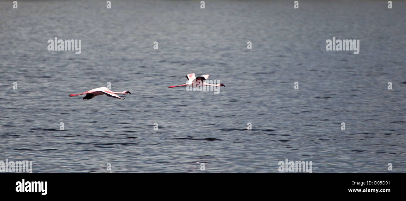 A pair of Flamingos fly low over a lake in Serengeti National Park ...
