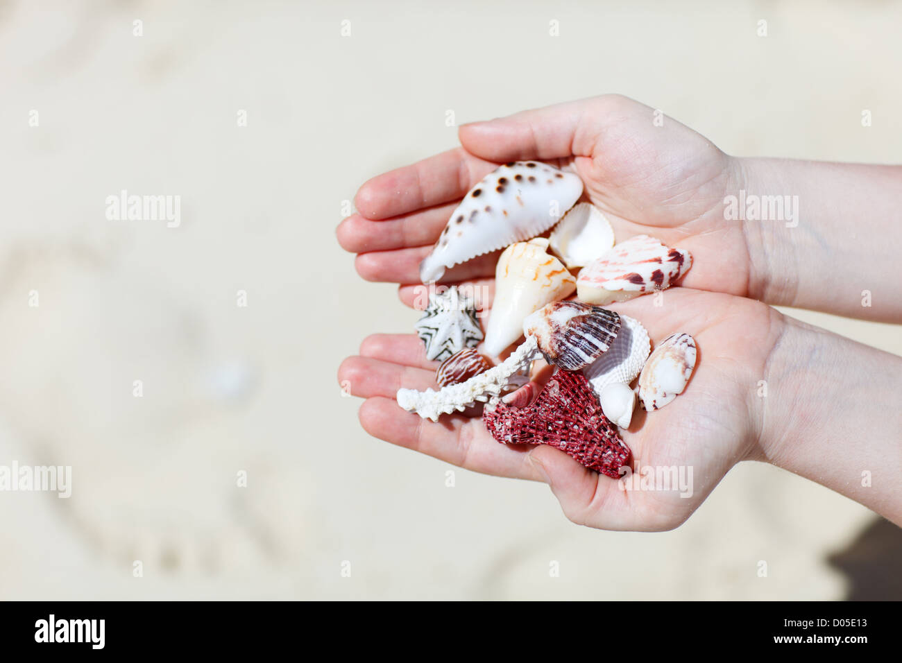 Hand and seashell hi-res stock photography and images - Alamy