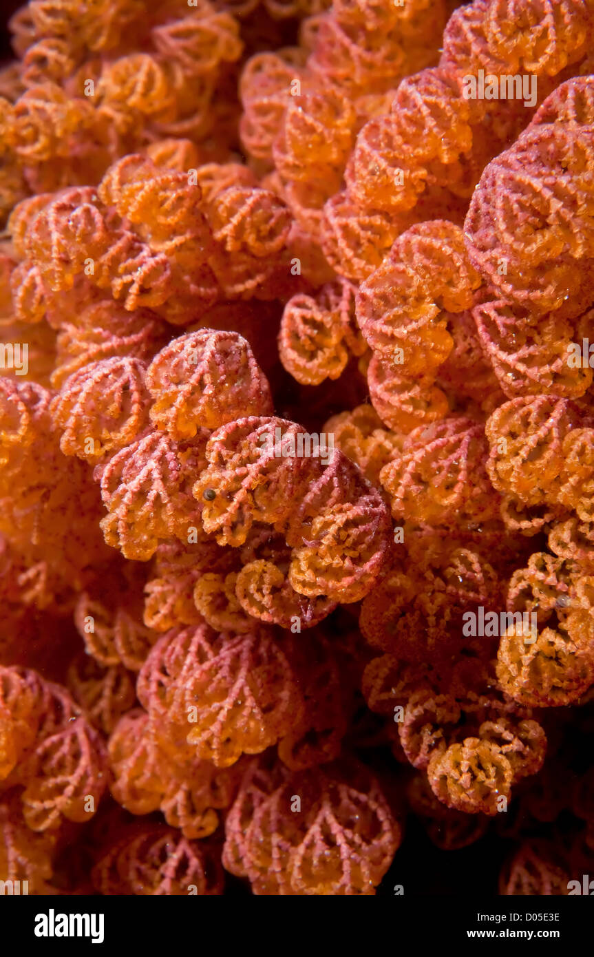 Bryozoan hi-res stock photography and images - Alamy
