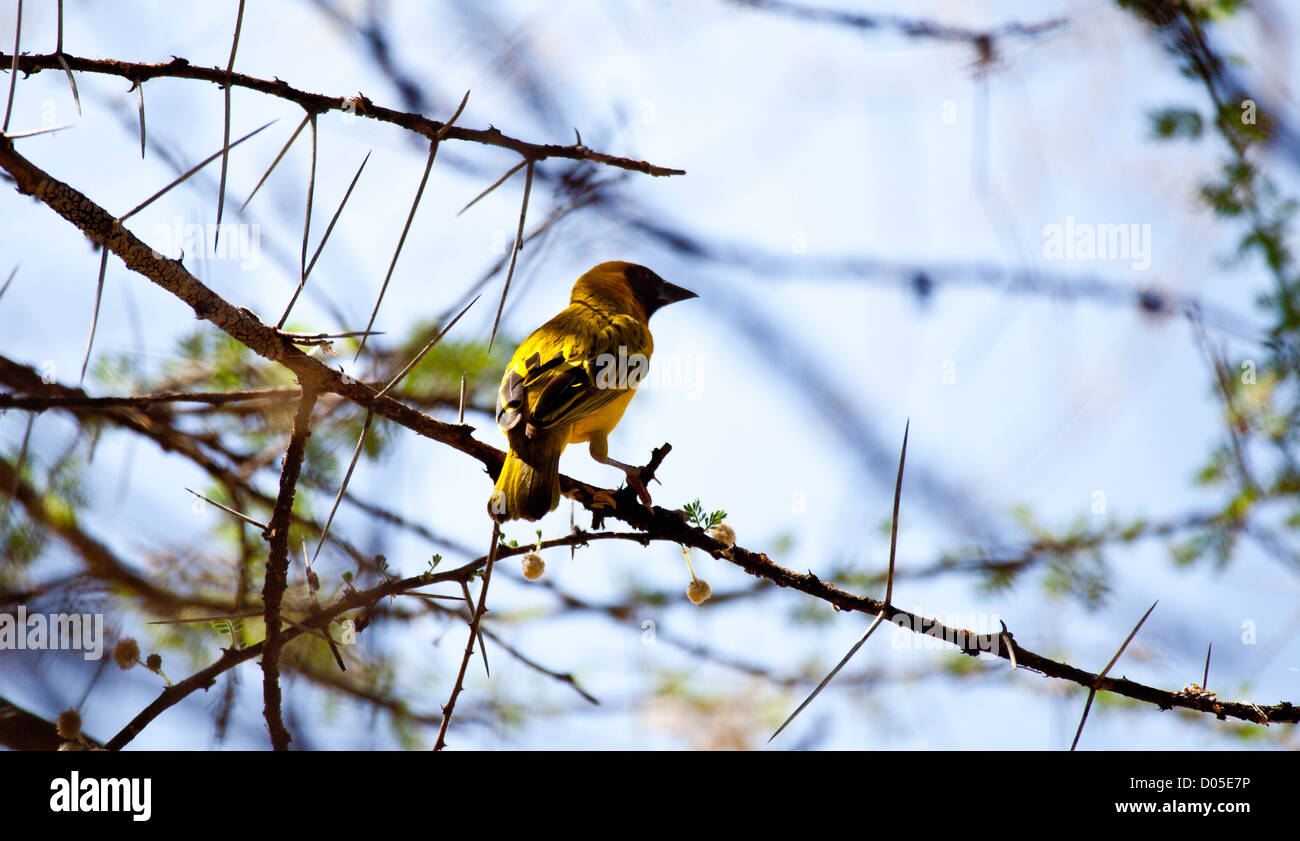 A Masked Weaver perched in an Acacia tree. Serengeti National Park ...