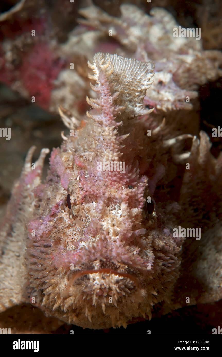 Rye bay fish hi-res stock photography and images - Alamy