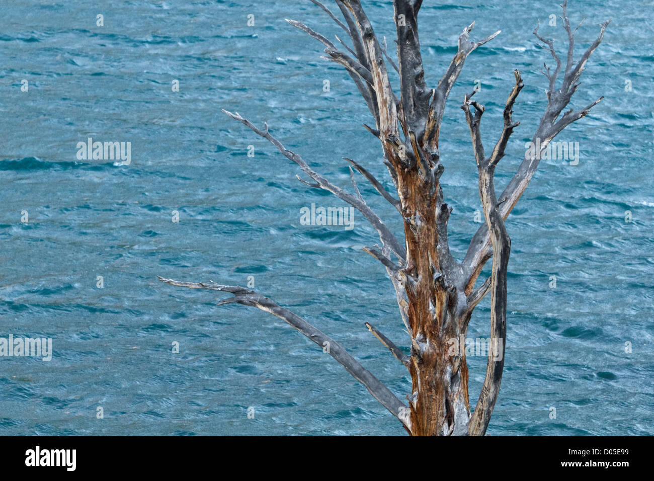 Mammoth tree of california hi-res stock photography and images - Alamy