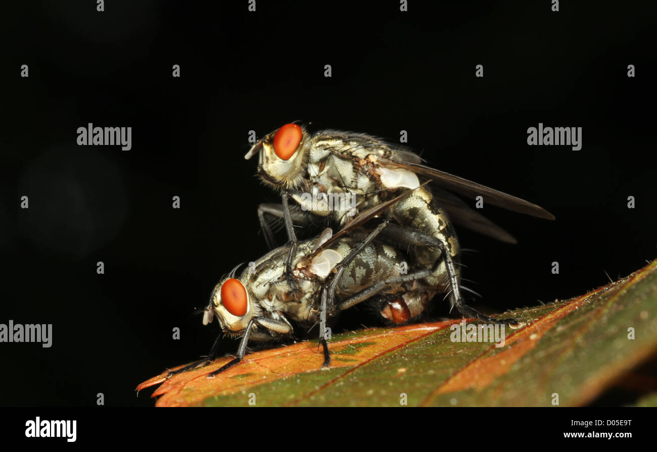 New insects hi-res stock photography and images - Alamy