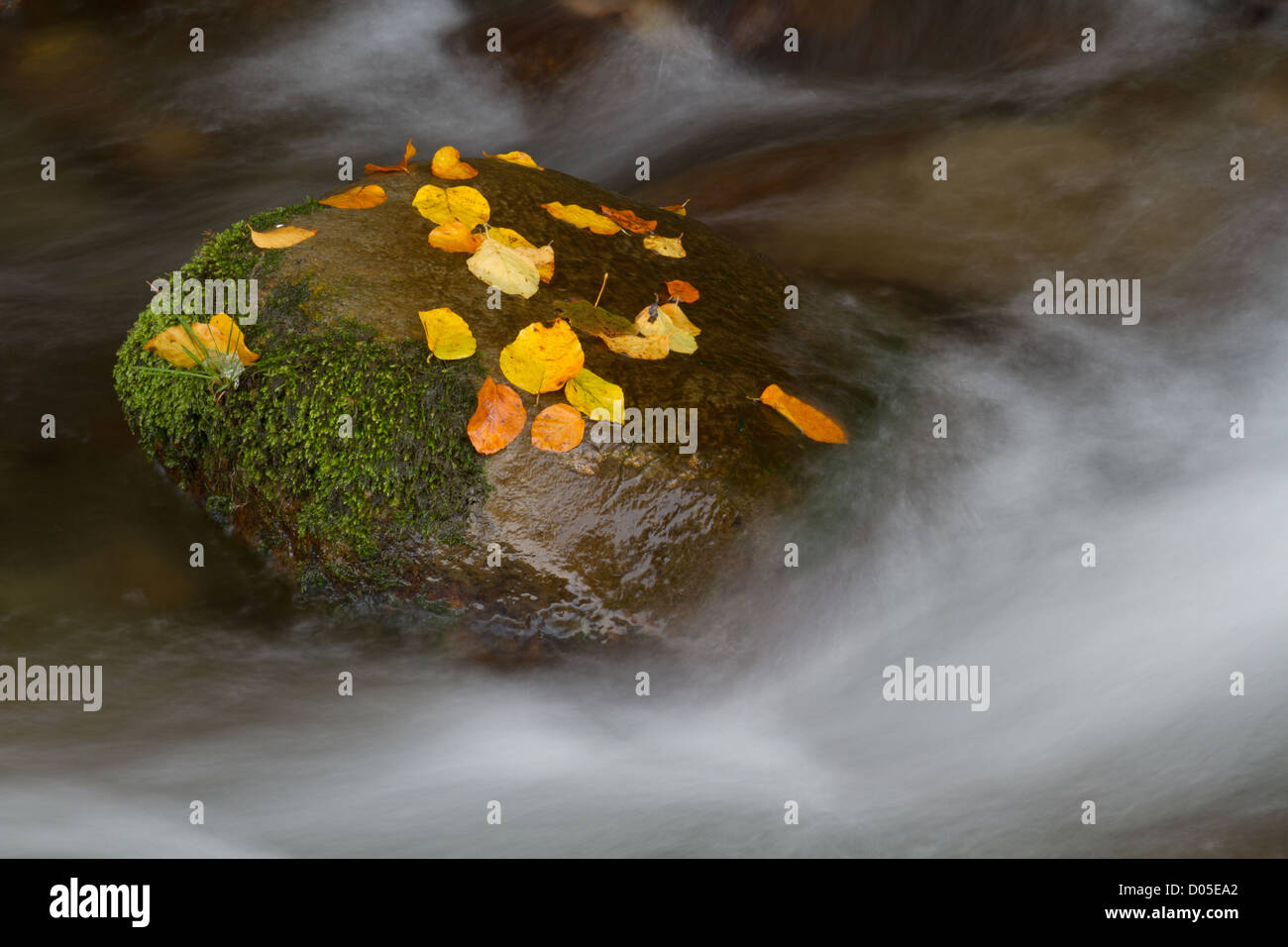 Stream detail hi-res stock photography and images - Alamy